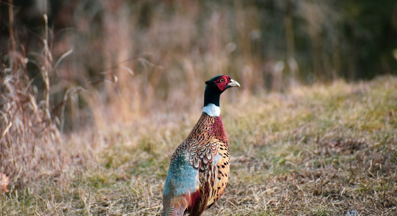 Upland Hunting at The Preserve Boulder Hill - Rhode Island (RI)