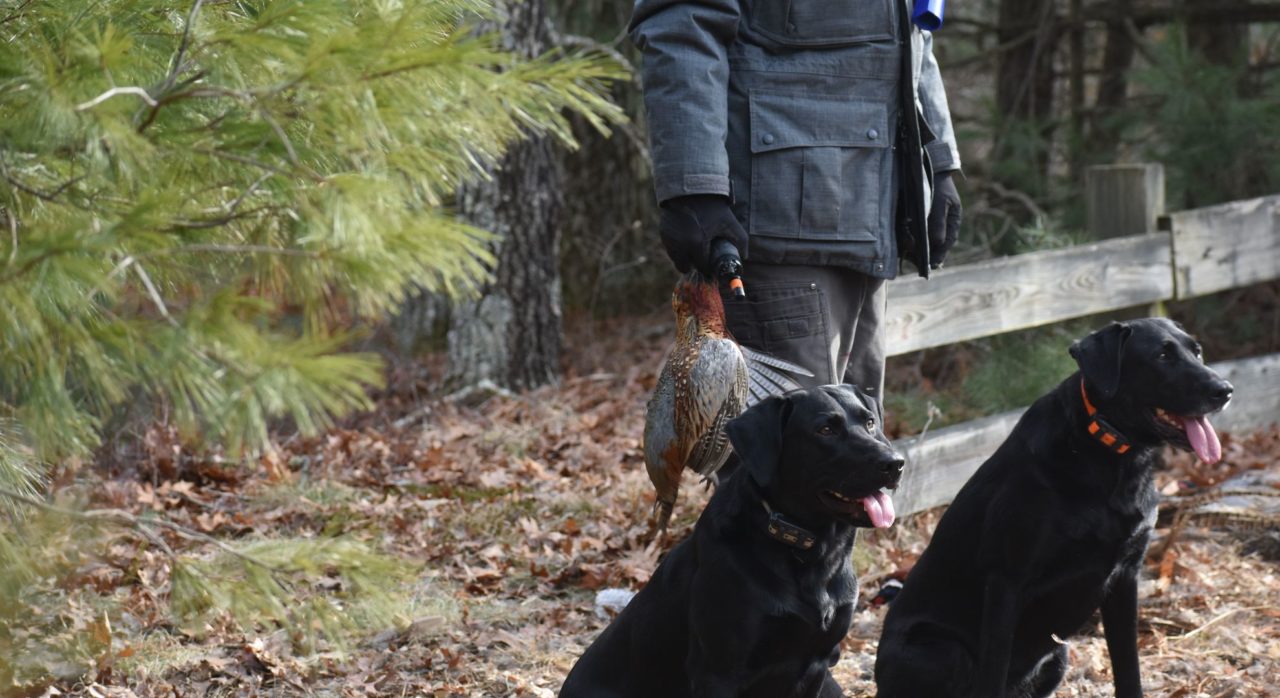 Upland Hunting at The Preserve Boulder Hill - Rhode Island (RI)
